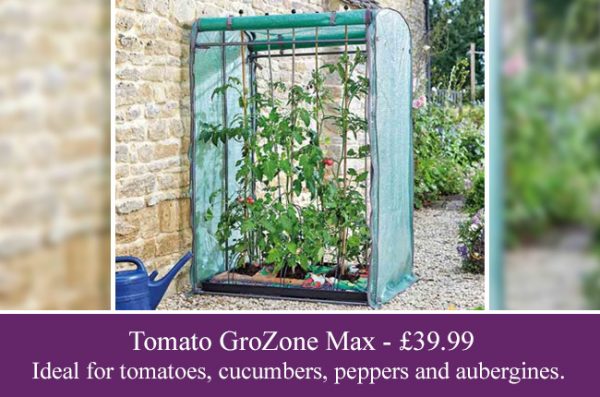 tomato-smart-solar-grozone-max - Bernaville Nurseries