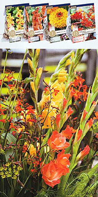 bulb-collection-single - Bernaville Nurseries