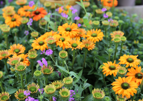 How to plant a Prairie Planting Scheme - Bernaville Nurseries