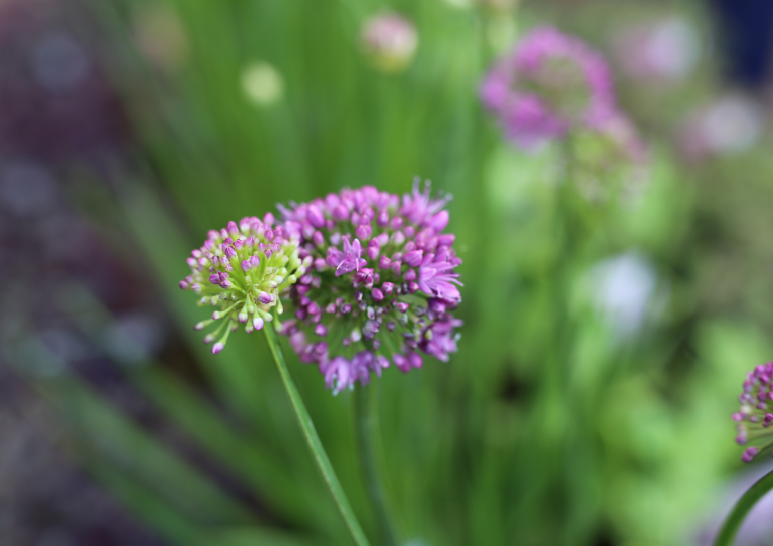 How to plant a Prairie Planting Scheme - Bernaville Nurseries